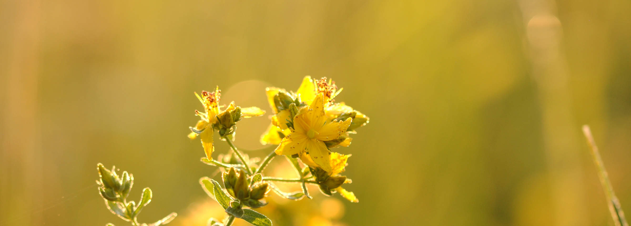 Aanleg & onderhoud - Wendy Grobben