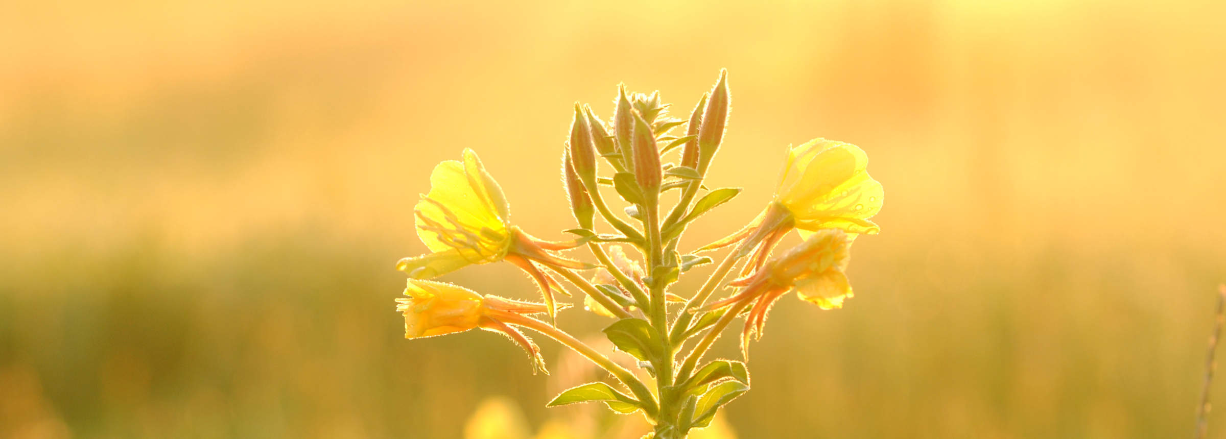 Over Wendy - Wendy Grobben